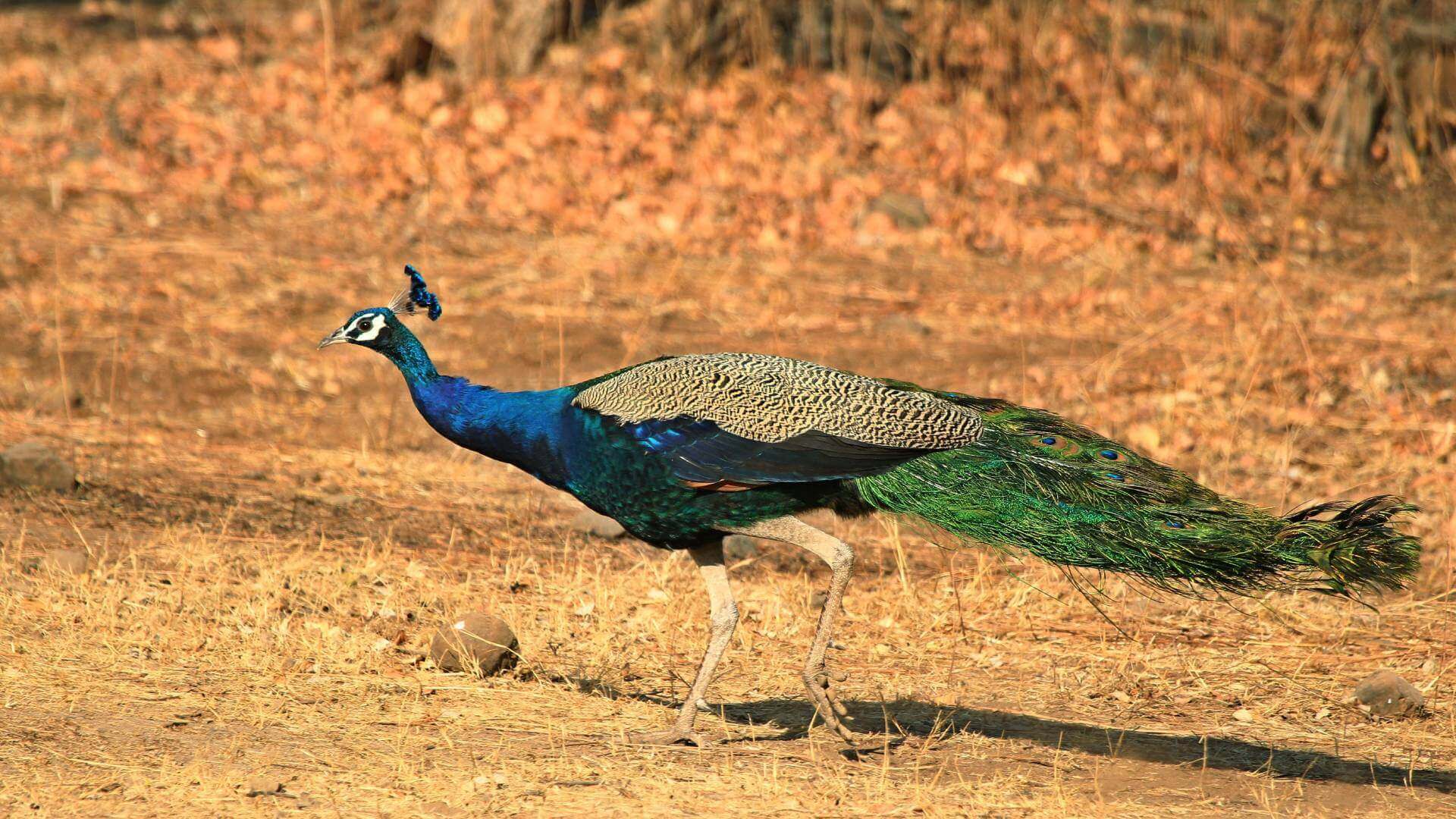 Birding in Gir - Bird Watching in Gir National Park | Gujarat Tourism