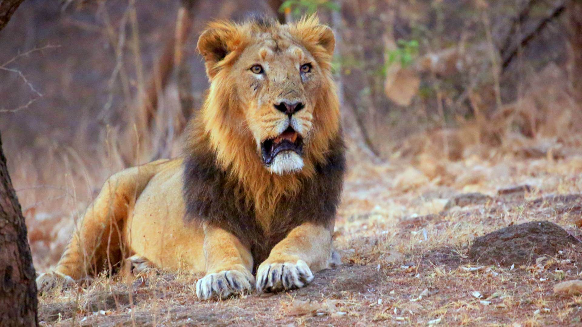 Gir National Park & Wildlife Sanctuary, Gujarat