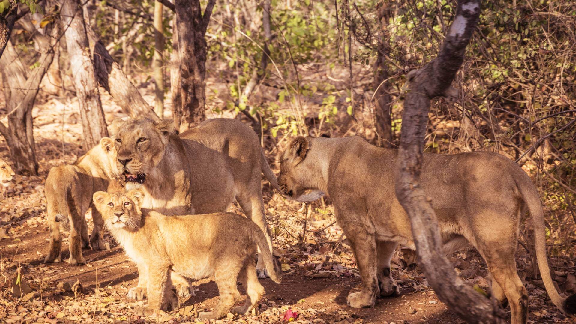 3-Day Gujarat's Gir National Park Safari Tour | Gir Tourism Online
