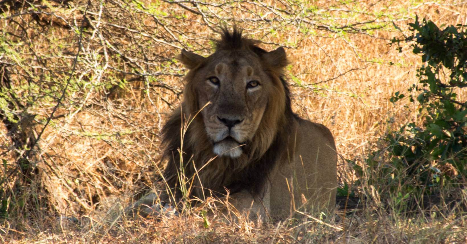 Gujarat Wildlife - Explore National Parks & Wildlife Sanctuaries in Gujarat