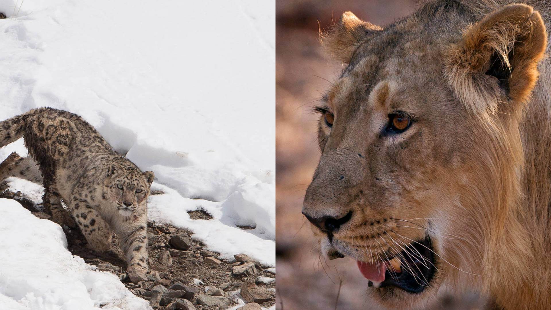 Snow Leopard and Lion Safari Tour India | Gir Tourism Online